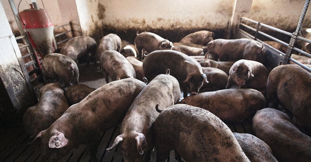 AFGE | Dirty Pork May Be Coming to Town – Just in Time for the Holidays